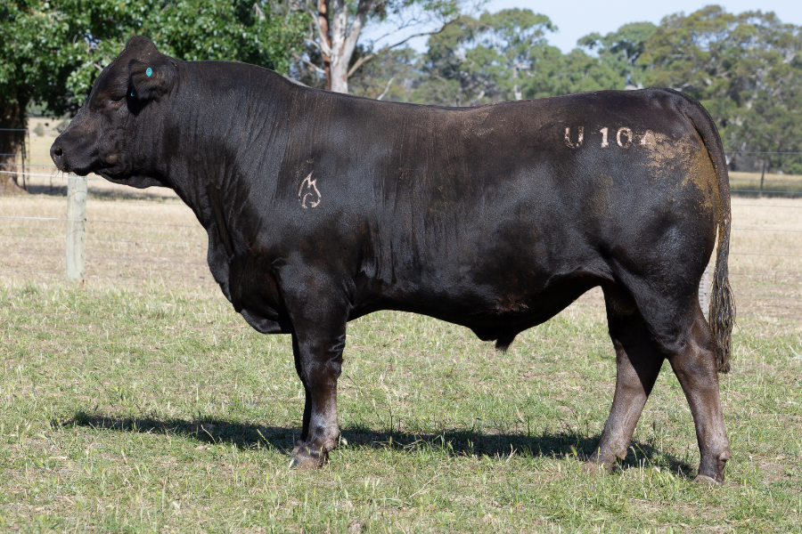 Lot 17 - GRANGEBURN UDA MAN (P)(AI) | AuctionsPlus