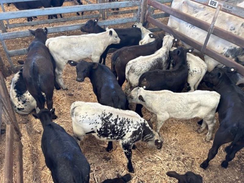 Pen 28A-29-N - 15 Belgian Blue X Cow And Calf 547.30kg (Total weight ...