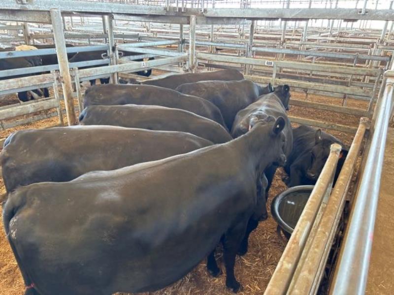 Pen 39-N - 8 Angus Grown Heifers 655kg (Total weight: 5240kg ...