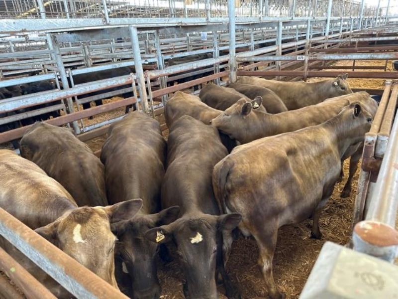 Pen 72-N - 10 Murray Grey X PTIC Heifer 583kg (Total weight: 5830kg ...