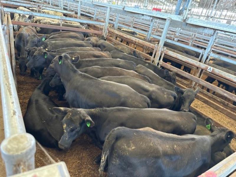 Pen 165-N - 20 Angus X Heifer 257.80kg (Total weight: 5155kg ...