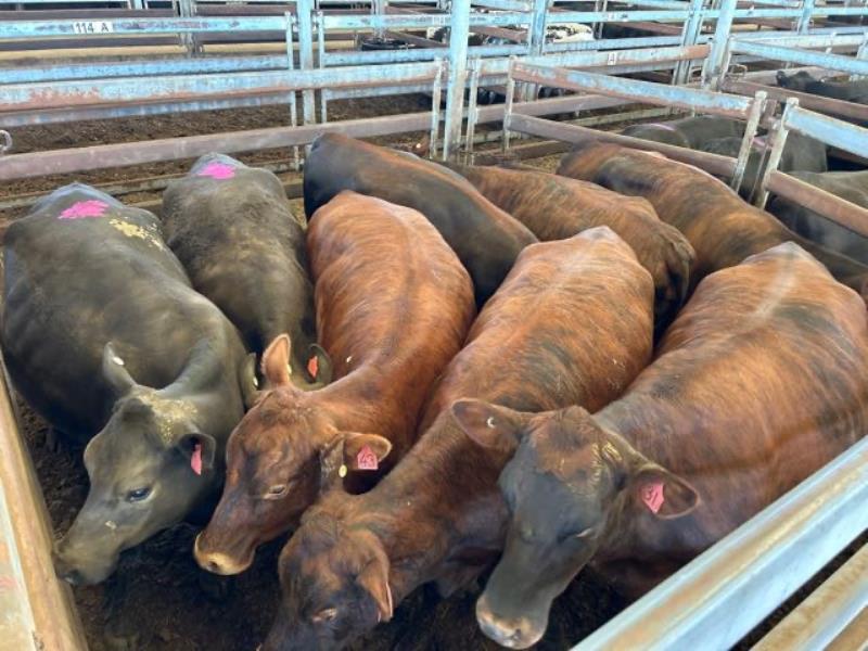 Pen 95-N - 6 Red Angus X Cow 555kg (Total weight: 3330kg) | AuctionsPlus