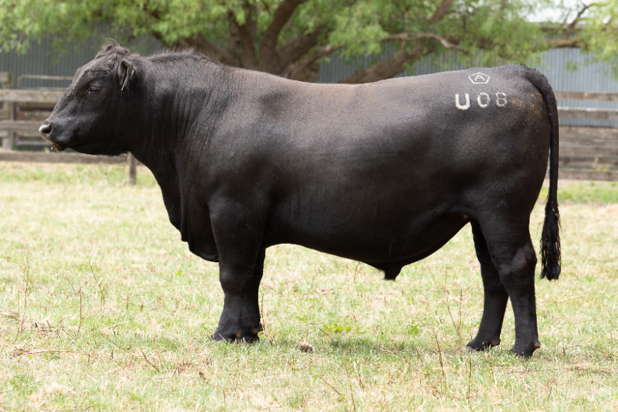 Lot 33 - ARDNO ULTIMATE U08 | AuctionsPlus