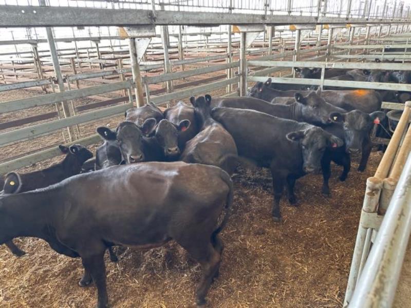 Pen 2/N - 8 Angus X Angus Cow And Calf 459.40kg (Total weight: 3675kg ...