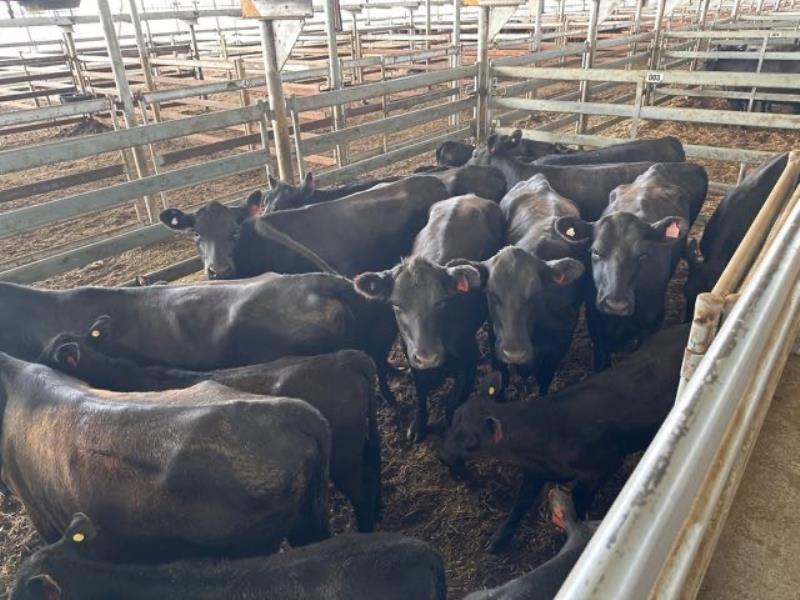 Pen 3/N - 10 Angus X Angus Cow And Calf 377.50kg (Total weight: 3775kg ...