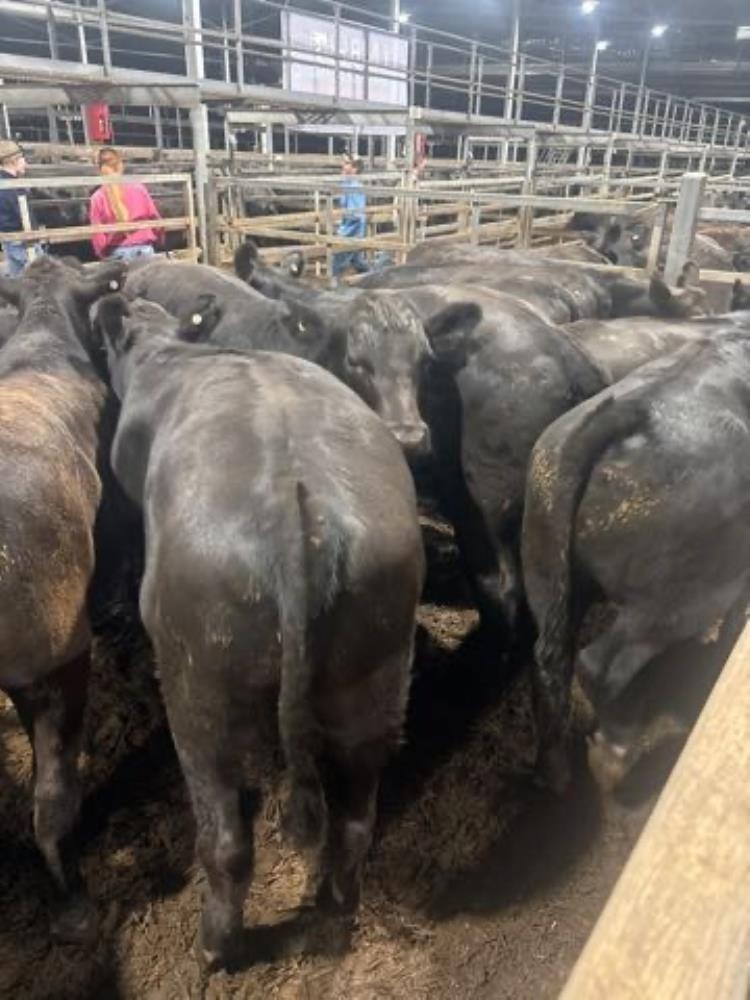 Pen 22-N - 14 Angus X Angus Weaner Steers 370kg (Total weight: 5180kg ...