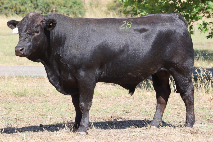 Lot 28 - MARYVALE UPHELD U438 | AuctionsPlus