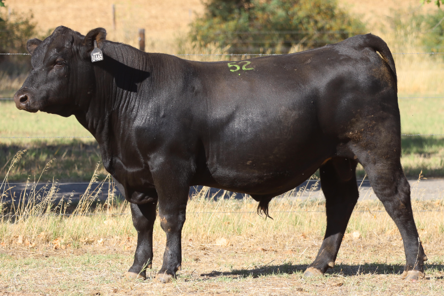 Lot 52 - MARYVALE UPSHOT U465 | AuctionsPlus