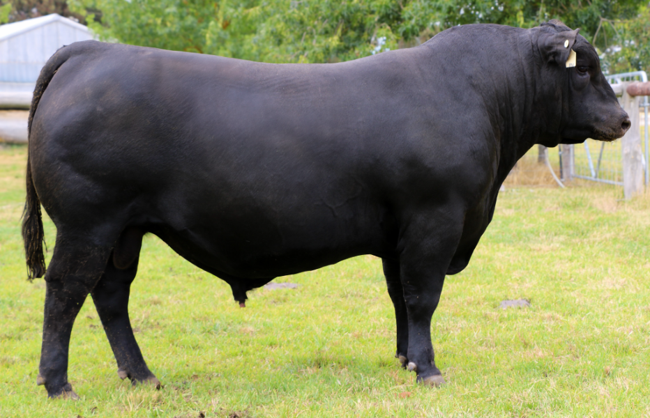 Lot 39 - Nampara U03 | AuctionsPlus