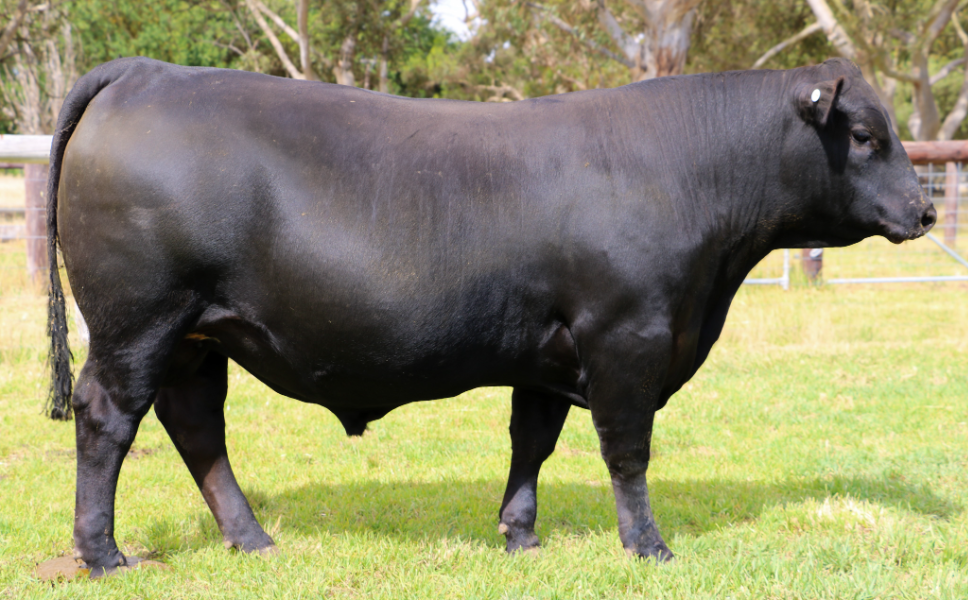 Lot 46 - Nampara U99 | AuctionsPlus