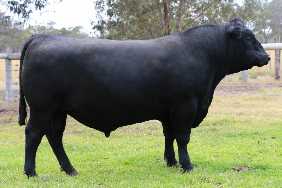 Lot 65 - Nampara U159 | AuctionsPlus