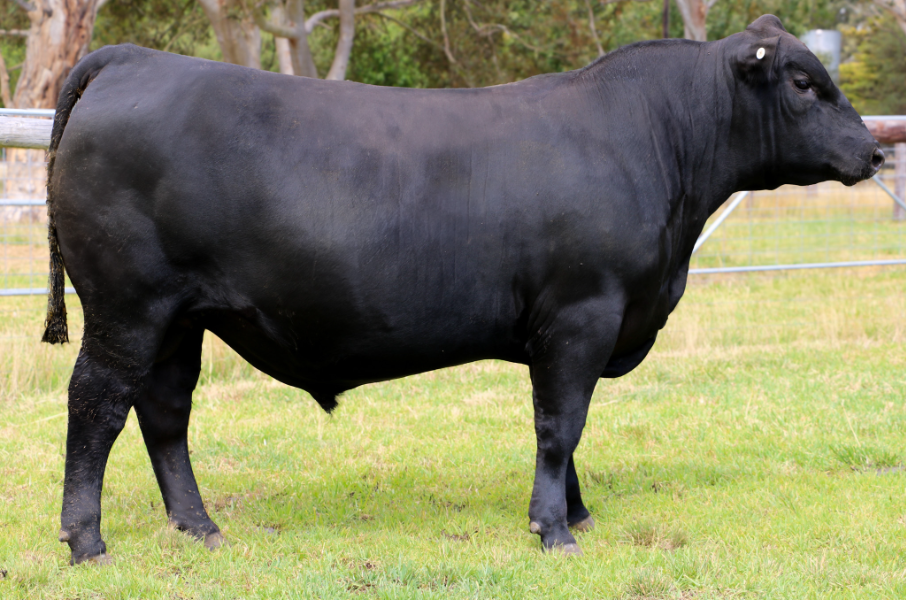 Lot 79 - Nampara U31 | AuctionsPlus