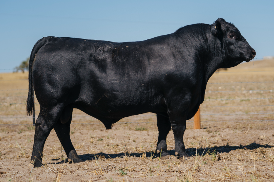 Lot 8 - KERINGA UNIFY U23 | AuctionsPlus