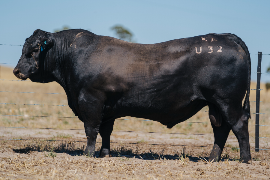 Lot 14 - KERINGA ULSTERMAN U32 | AuctionsPlus