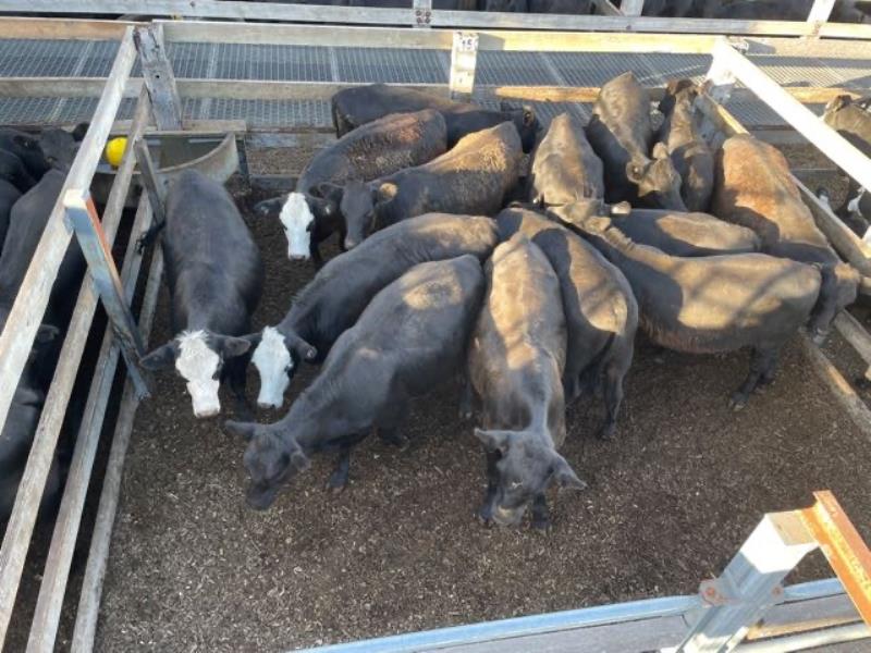 Pen 15-L - 4 Black Baldy Weaner Heifers 350kg (Total weight: 1400kg ...