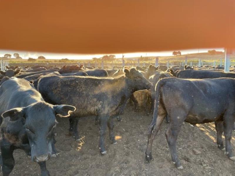 Pen 131-N - 64 Angus Weaner Heifers 223.40kg (Total weight: 14300kg ...