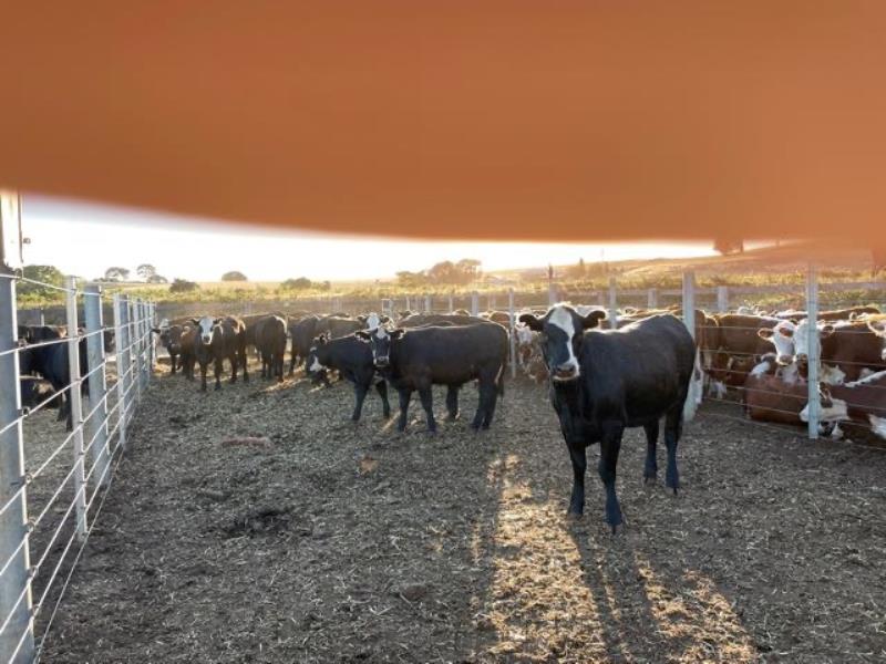 Pen 133-N - 22 Black Baldy Weaner Heifers 350.90kg (Total weight ...