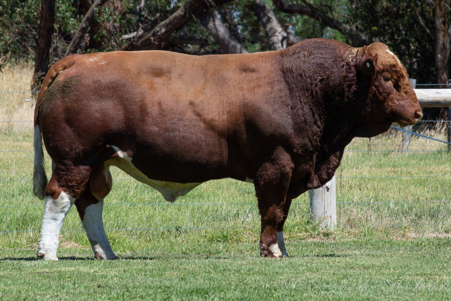 Lot 9 - WOONALLEE SHAMROCK U003 | AuctionsPlus