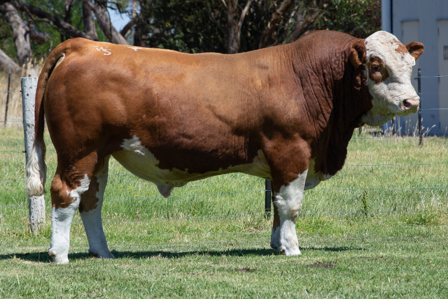 Lot 14 - WOONALLEE RAFFLES U414 | AuctionsPlus