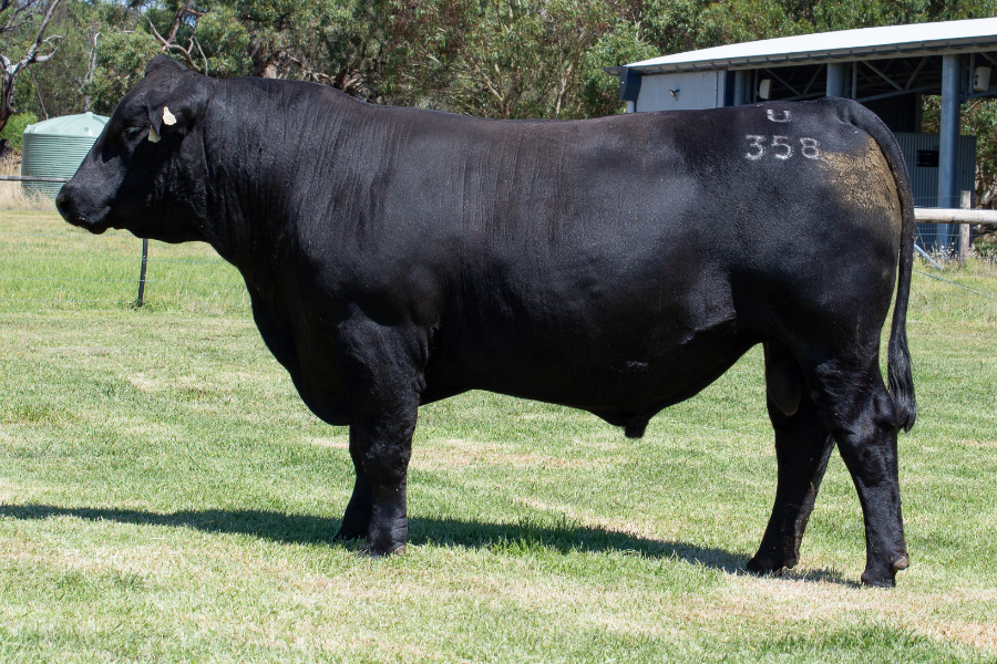 Lot 27 - WOONALLEE RESPECT U358 | AuctionsPlus