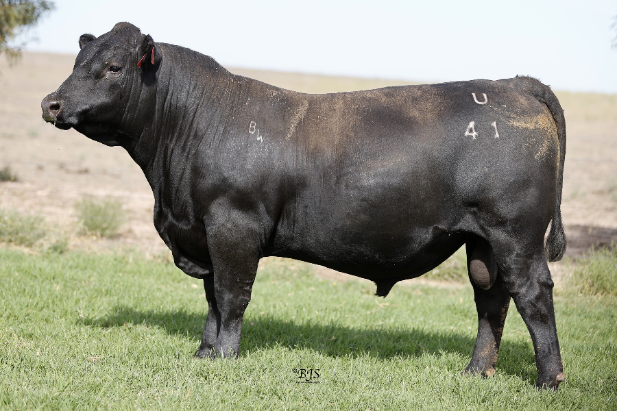 Lot 7 - BULL OAK WELL MAINLAND U41 | AuctionsPlus
