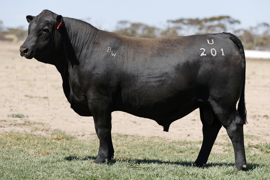 Lot 33 - BULL OAK WELL RAFTER U201 | AuctionsPlus