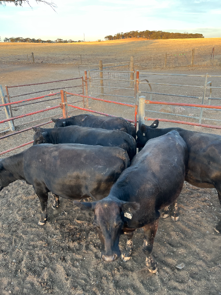 Lot 1e - MARYVALE UDELLA U354 | AuctionsPlus