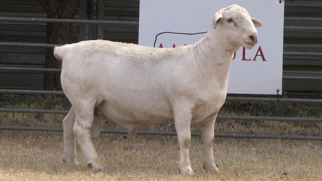 Lot 28 - AMARULA 232838 | AuctionsPlus