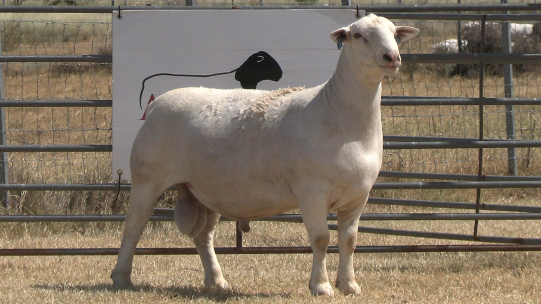 Lot 31 - AMARULA 232776 | AuctionsPlus