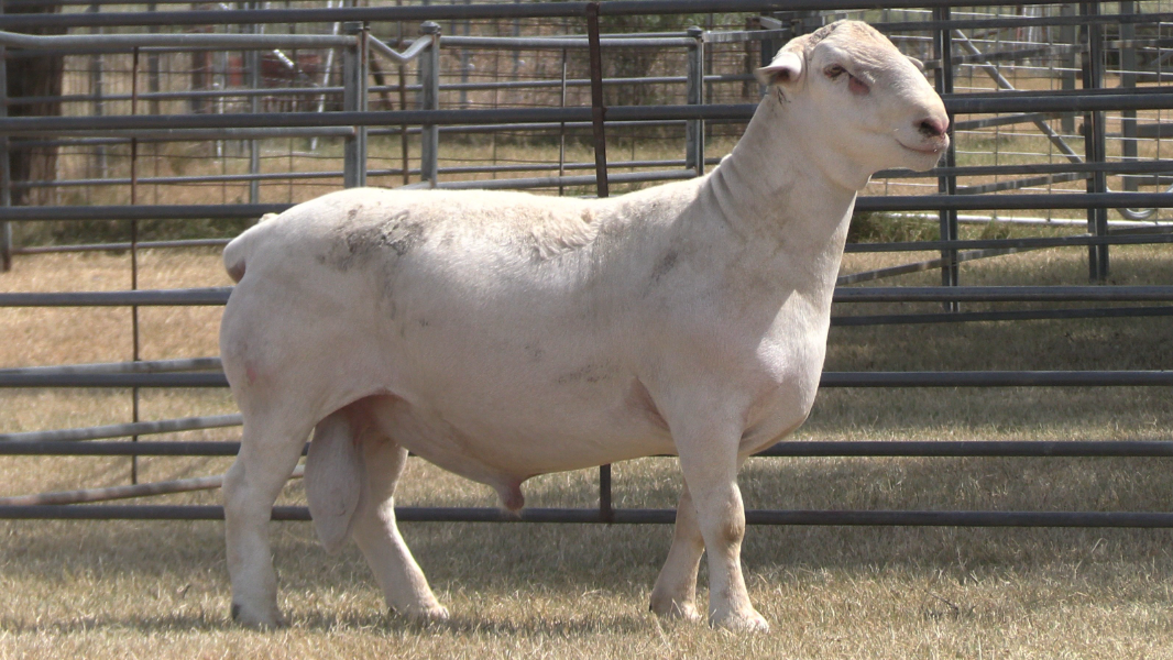 Lot 62 - AMARULA 232861 | AuctionsPlus