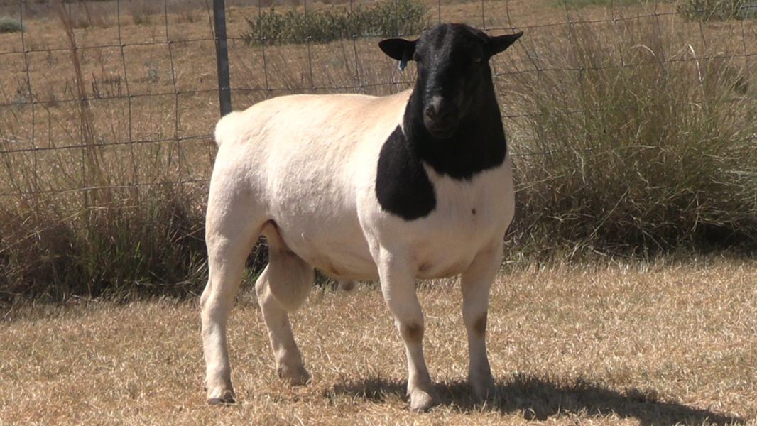 Lot 113 - AMARULA 232968 | AuctionsPlus