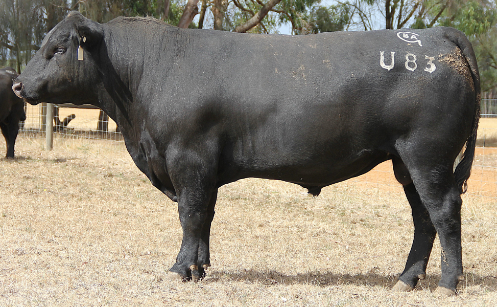Lot 1 - BLACK ANGUS ROCKSTAR U83 | AuctionsPlus