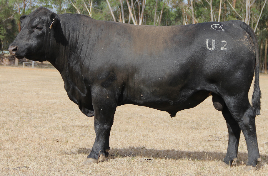 Lot 9 - BLACK ANGUS BLOCKBUSTER U2 | AuctionsPlus