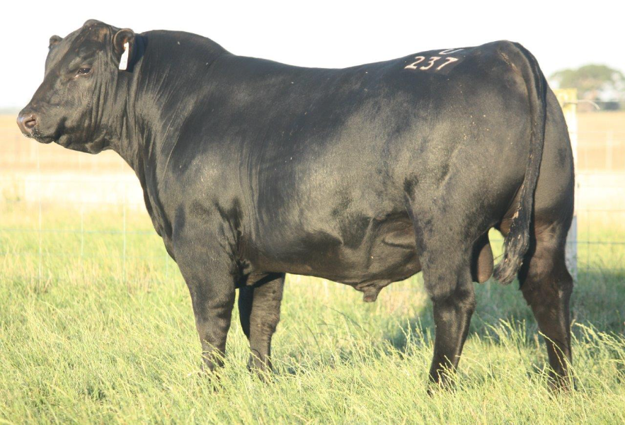 Lot 41 - BANQUET UEBER U237 | AuctionsPlus