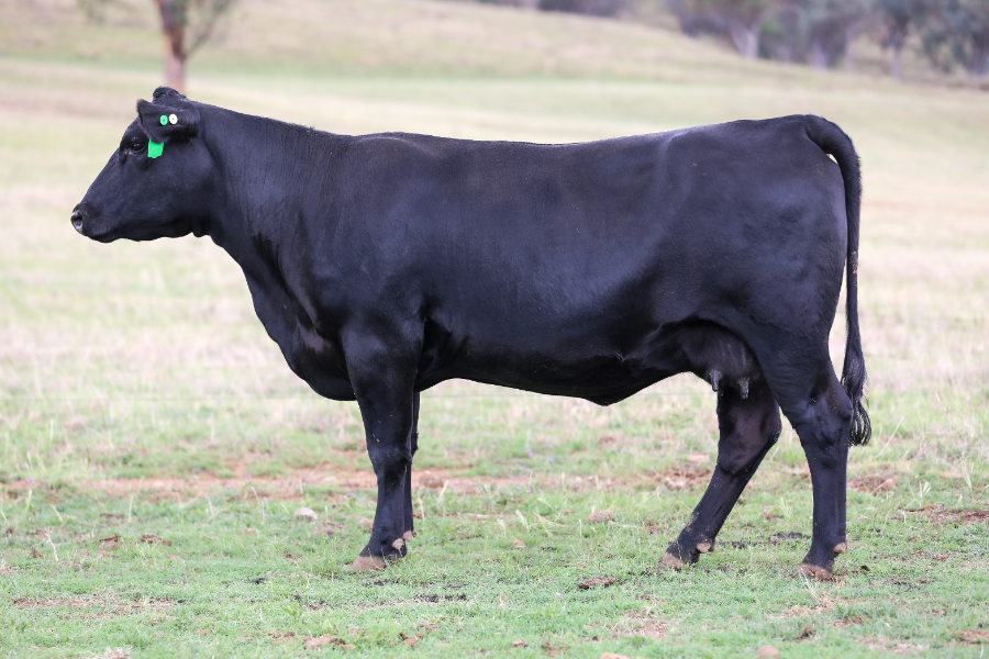Lot 21 - 6X EMBRYOS: Ellingson Prolific x Killain Emblynette 74 T74 ...