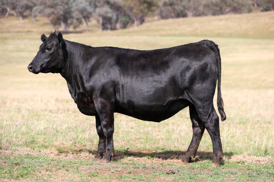 Lot 9 - Killain Madame Pride 28 U72 | AuctionsPlus