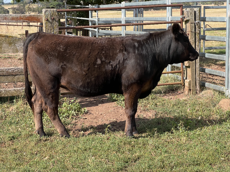 Lot 40 - CLASSIC URSHA (PP B AA) | AuctionsPlus