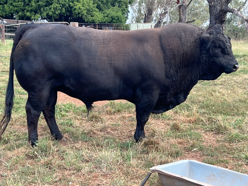 Lot 50 - CLASSIC SHINDIG (P BB AA) | AuctionsPlus