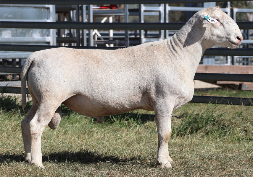 Lot 3 - UltraWhite Ram 4214 | AuctionsPlus