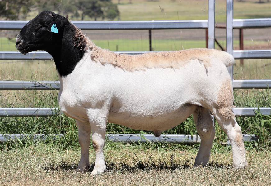 Lot 23 - Dorper Stud Ram 4155 | AuctionsPlus
