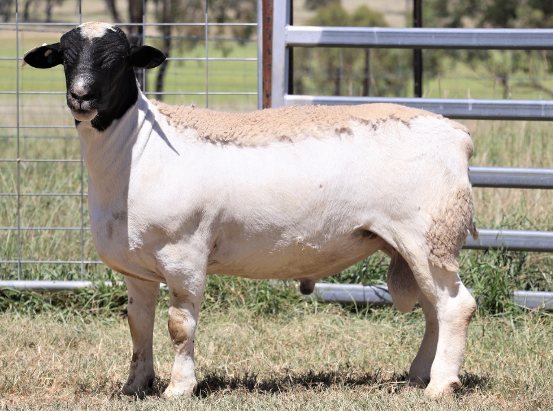 Lot 26 - Dorper Stud Ram 4231 | AuctionsPlus