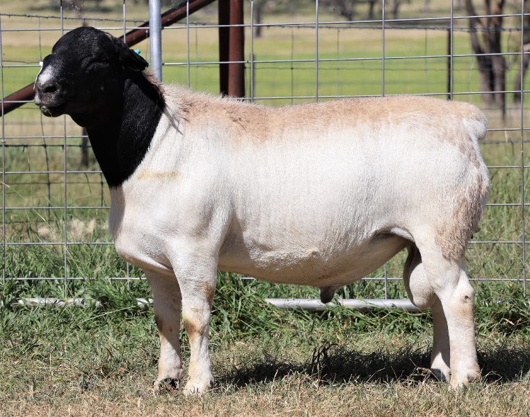Lot 28 - Dorper Stud Ram 4222 | AuctionsPlus