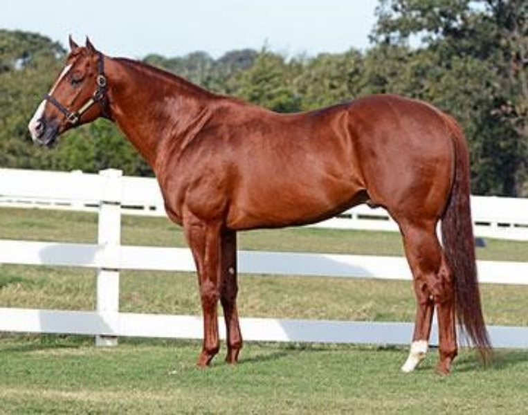 Lot 13 - JESS LIPS STALLION BREEDING | AuctionsPlus