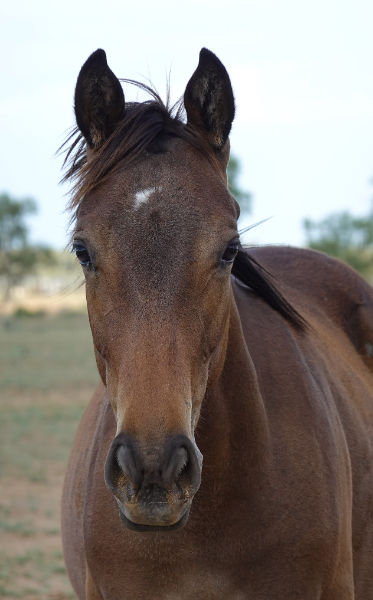 Lot 1 - WINGARA RUBY DUBES | AuctionsPlus