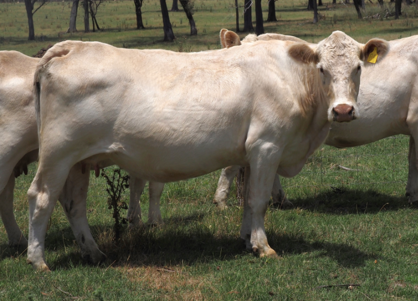 Lot 34 - SCHARWYN ROSLYN (P) | AuctionsPlus