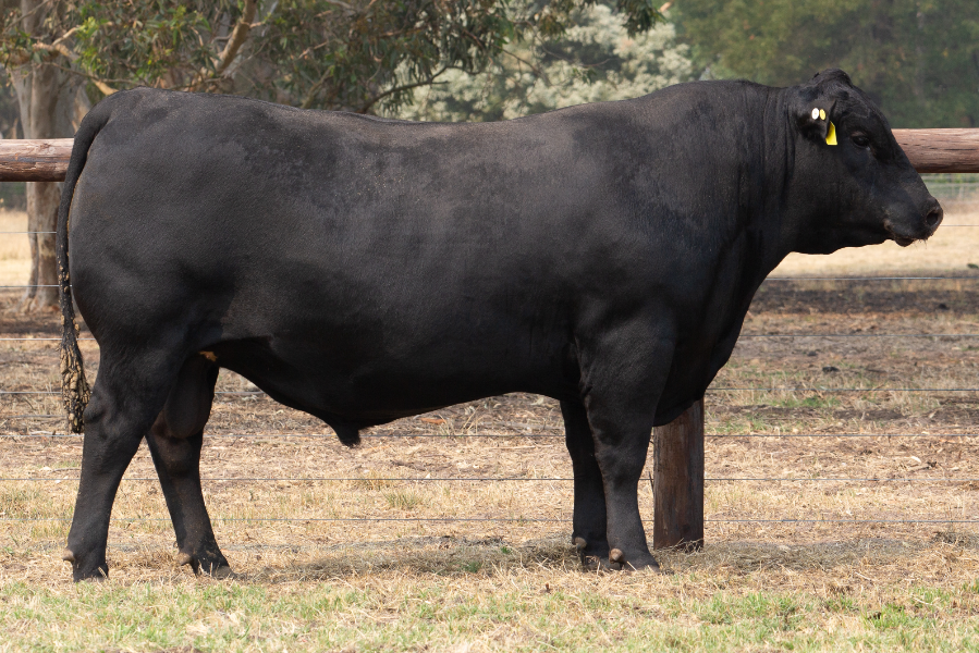 Lot 27 - Nampara U133 | AuctionsPlus
