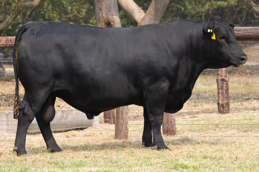 Lot 29 - Nampara Prime Minister U175 | AuctionsPlus