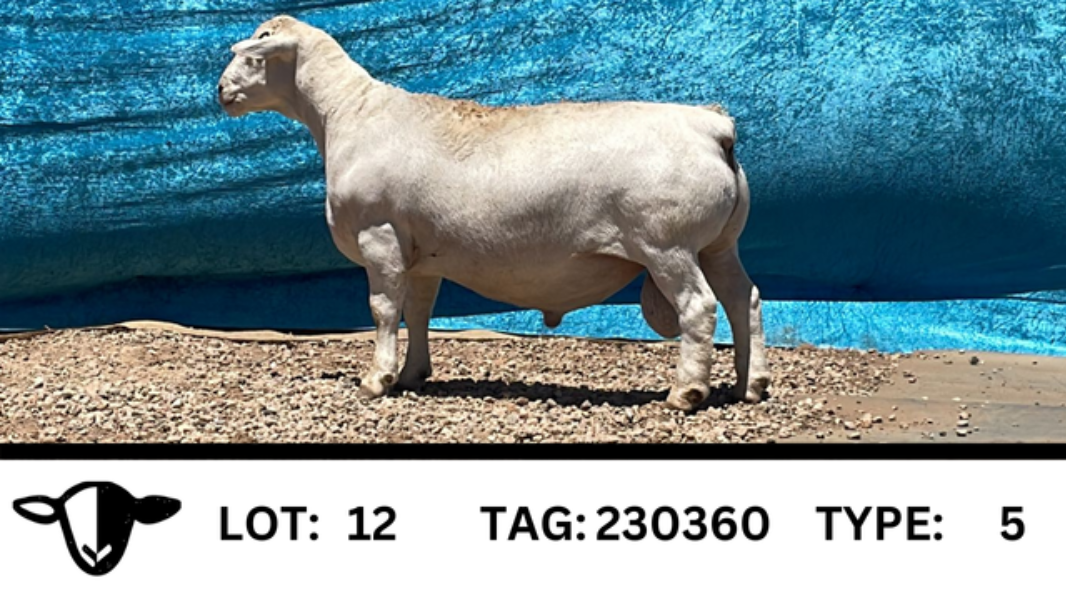Lot 12 - DEEPDALE 230360 | AuctionsPlus