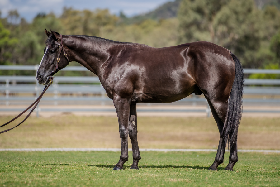 Lot 76 - CUT N RUN | AuctionsPlus