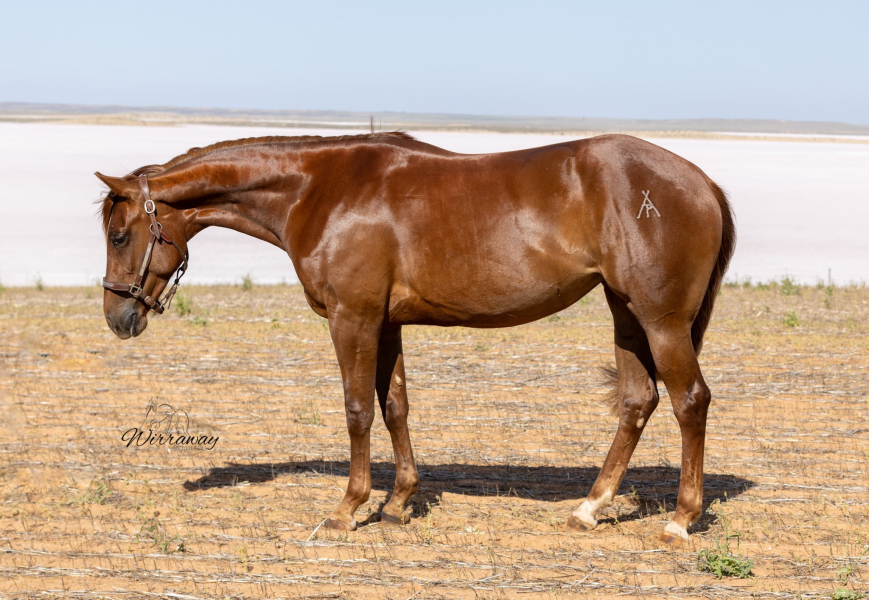 Lot 82 - TYRELL PARK DUAL METALLIC | AuctionsPlus